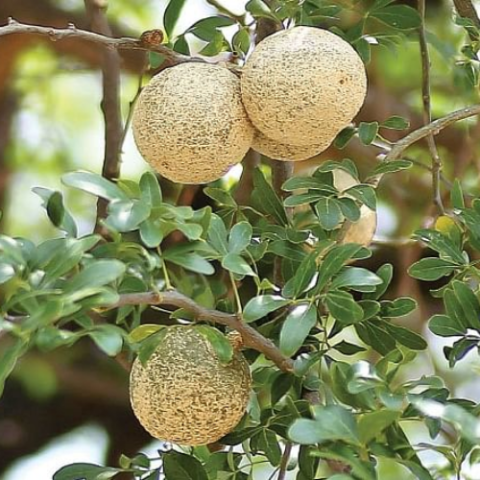 விளாம்பழம் (Wood Apple) | Go Native Seeds