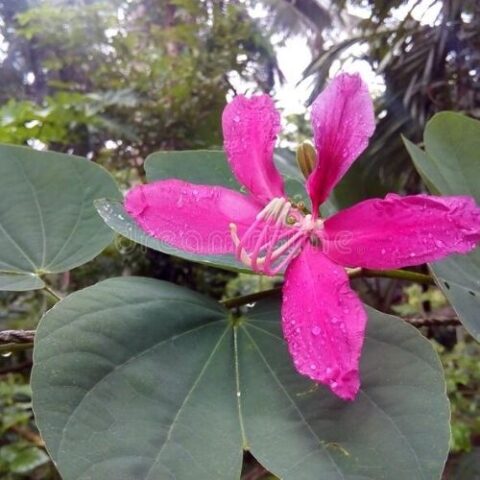 ஆத்தி மரம் (Camel foot tree) | Go Native Seeds